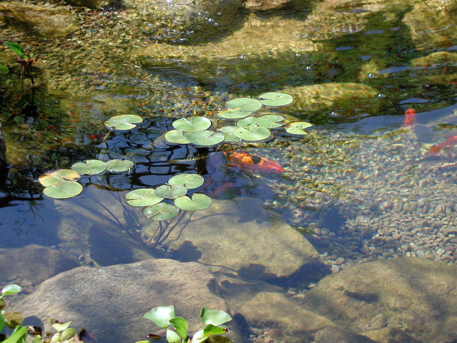 Koi Pond Design